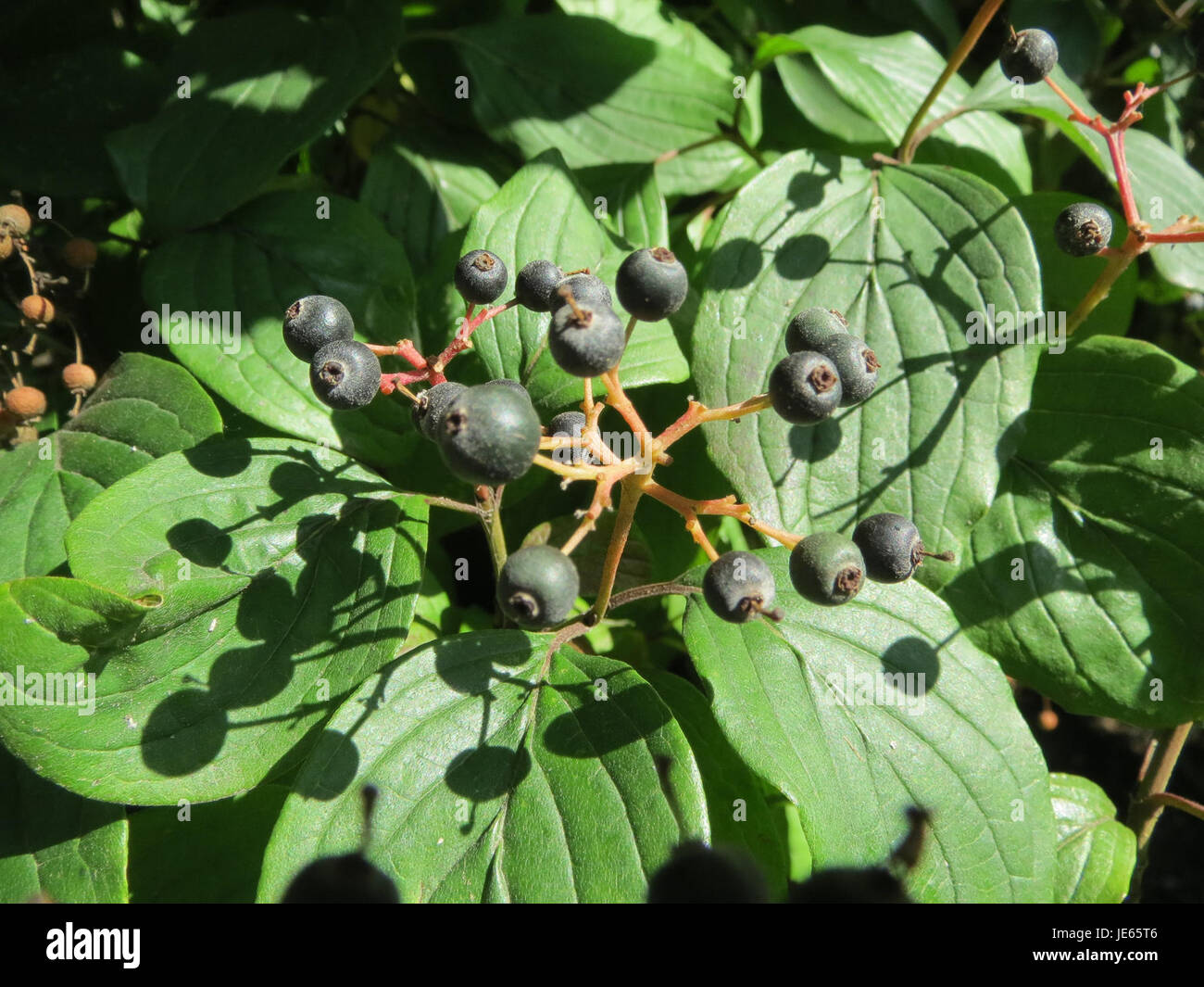 A photograph taken on September 3, 2013, of Cornus sanguinea, commonly ...