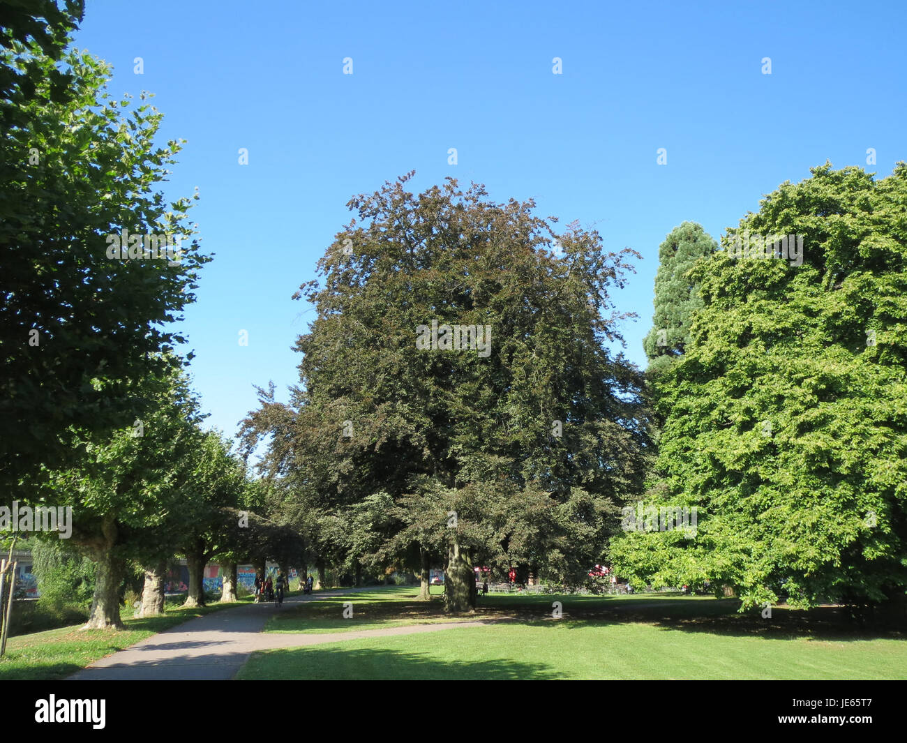 This image features a Blood Beech (Fagus sylvatica 'Purpurea') tree in ...