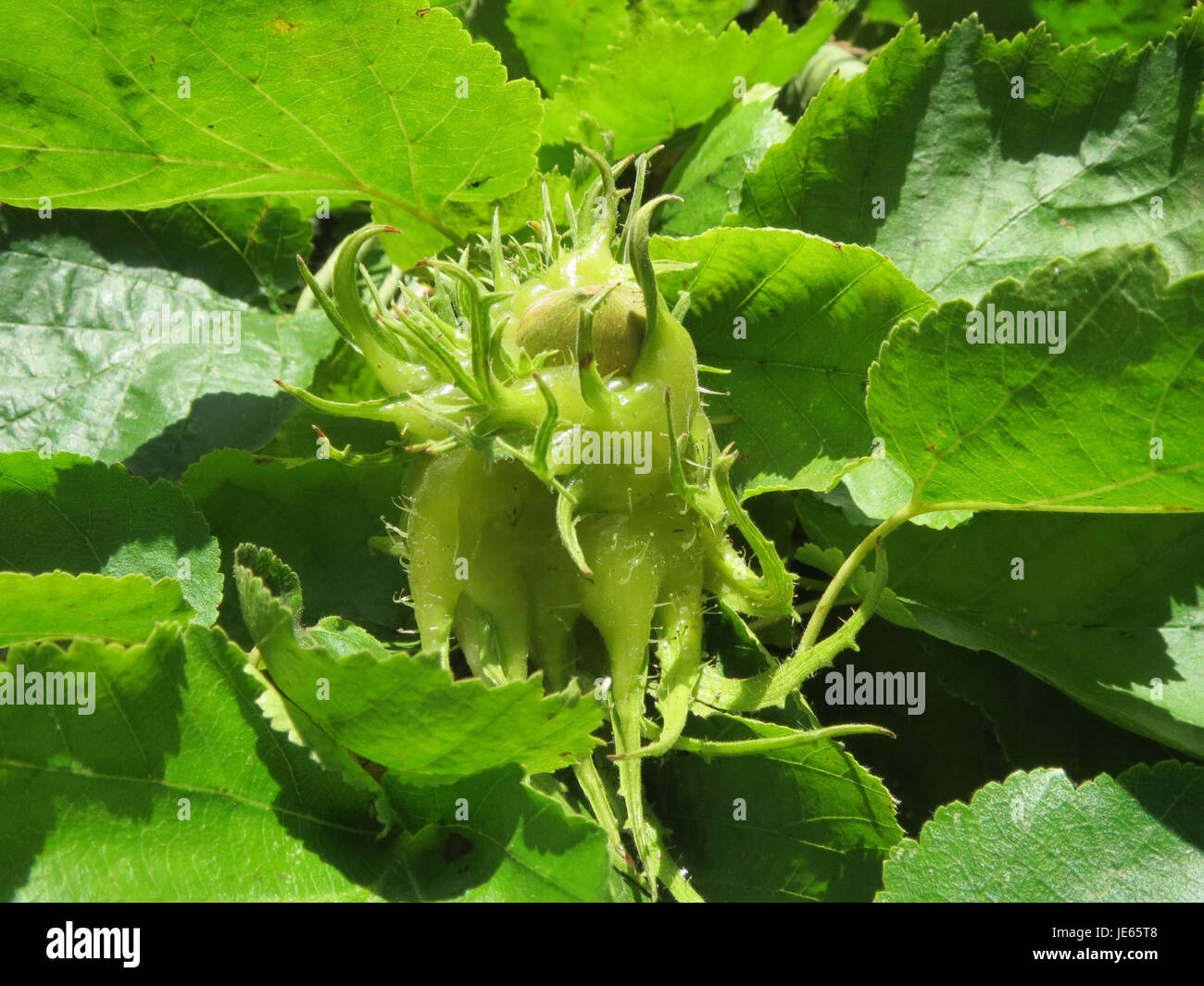 Turkish hazel corylus colurna hi-res stock photography and images - Alamy