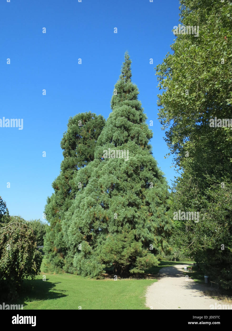 This image features Sequoiadendron giganteum, commonly known as the ...
