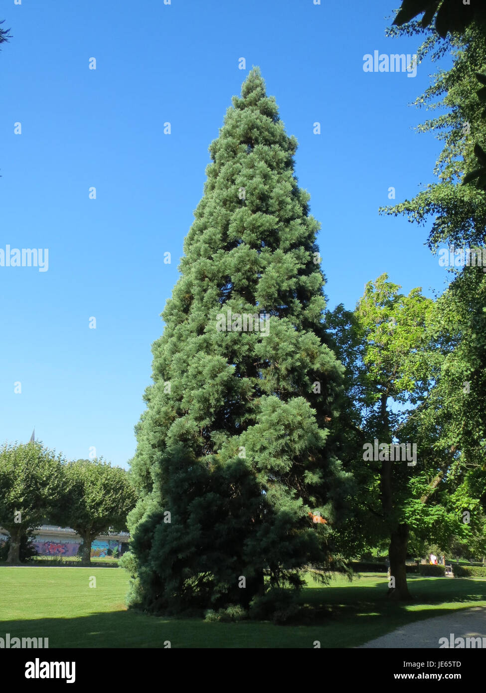 A photograph of Sequoiadendron giganteum, commonly known as the giant ...