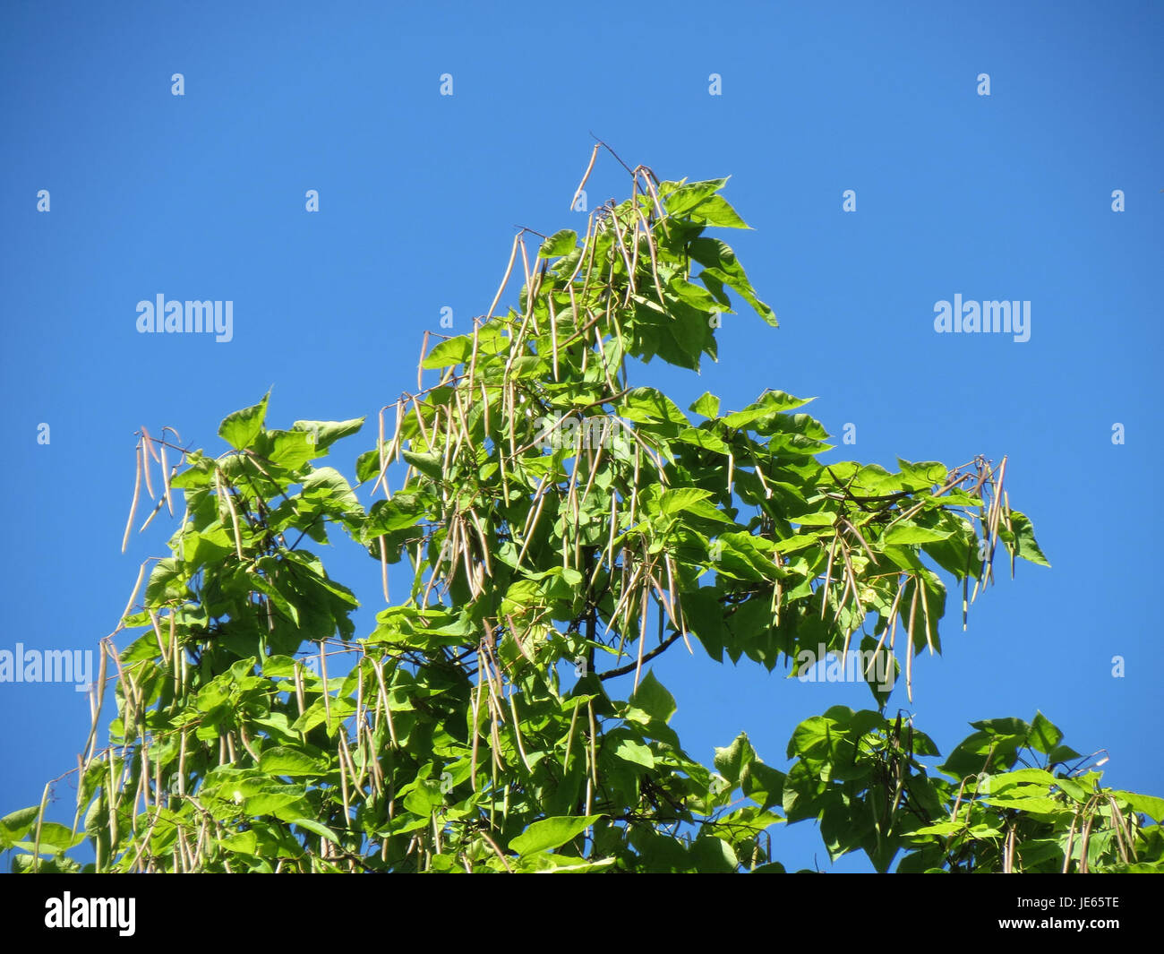 This image displays the Catalpa bignonioides, commonly known as the ...
