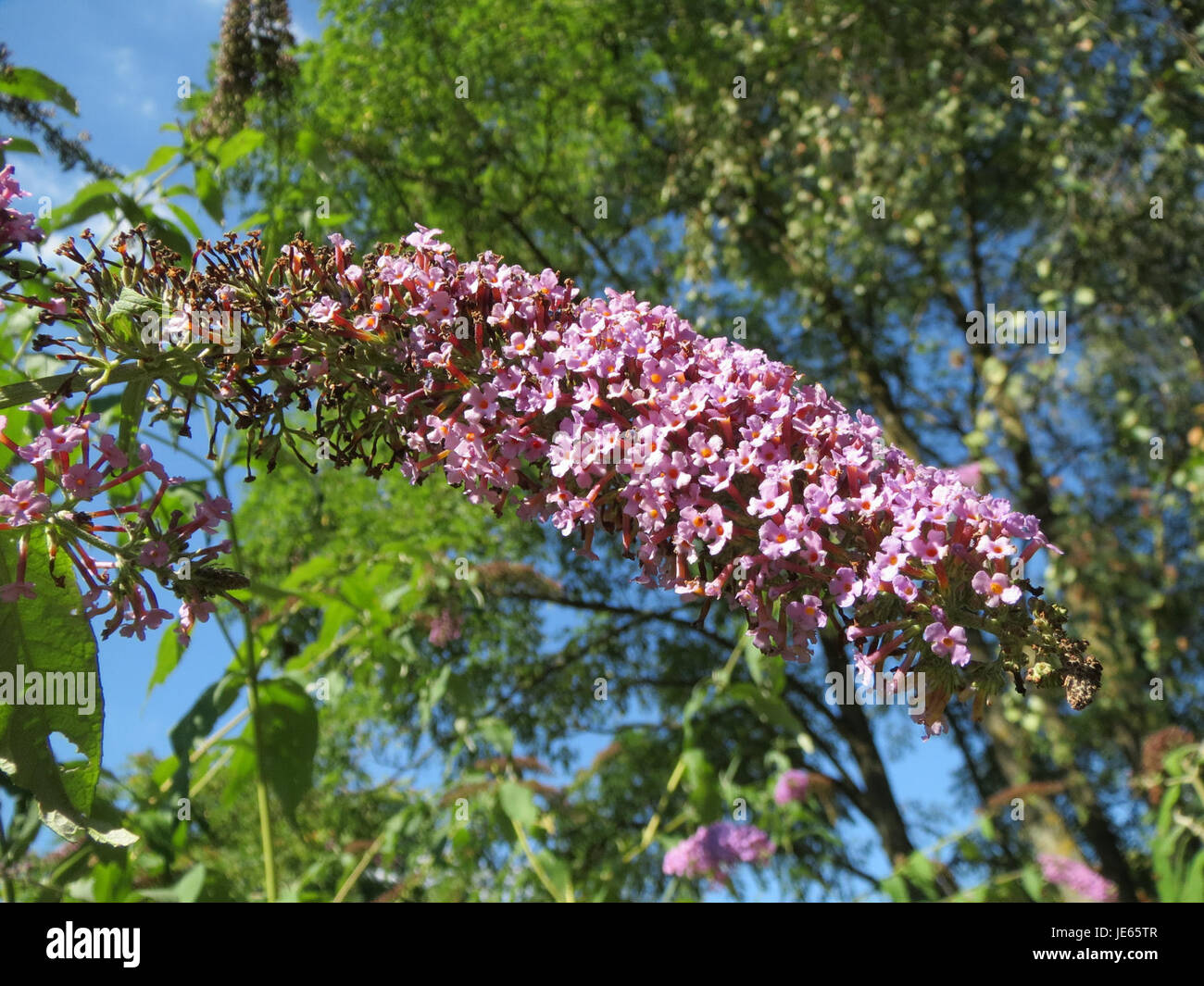 An image of Buddleja davidii, commonly known as butterfly bush ...