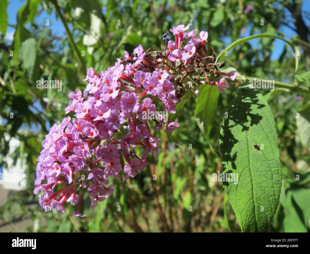 Buddleja davidii, commonly known as the butterfly bush, is a flowering ...
