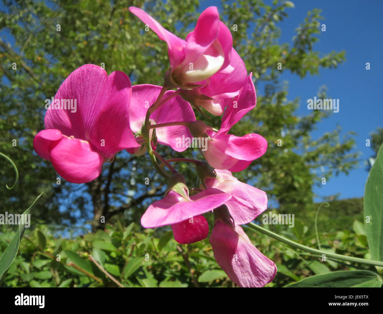 Lathyrus latifolius, commonly known as the everlasting pea, is a ...