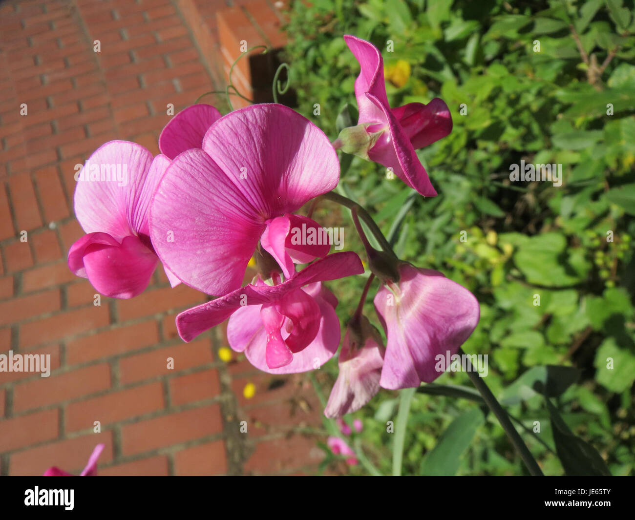 Lathyrus latifolius, also known as everlasting pea, is a perennial ...