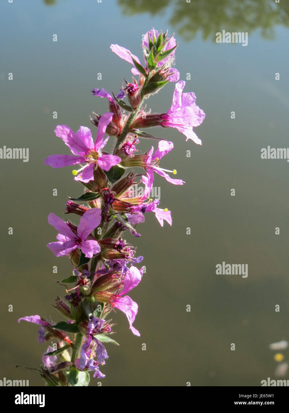 Tall purple loosestrife flowers hi-res stock photography and images - Alamy