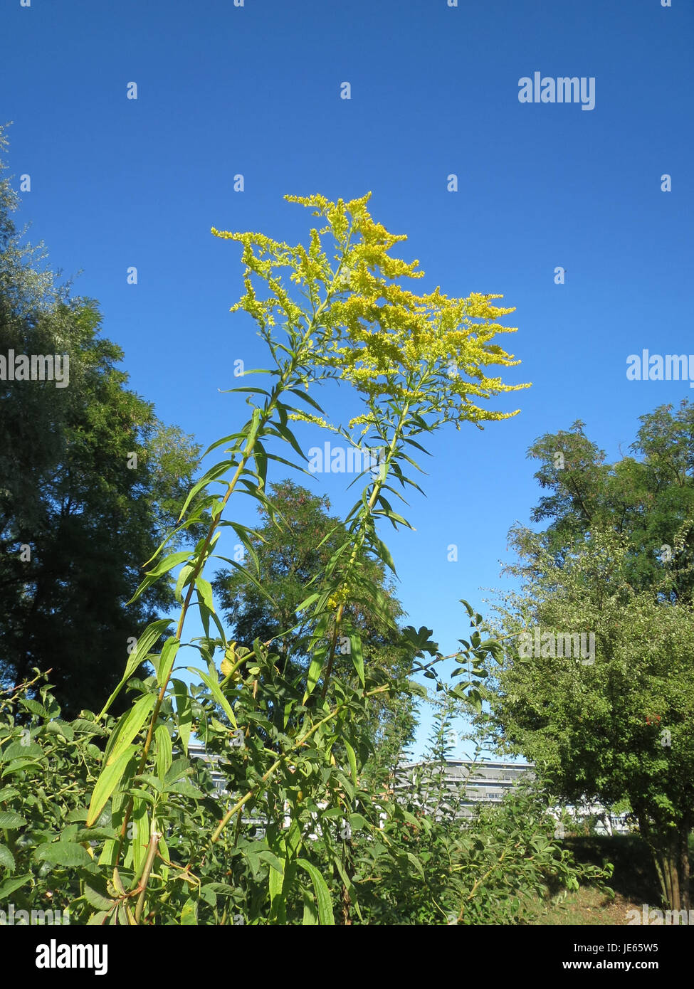 Perennial flowering plant hi-res stock photography and images - Alamy