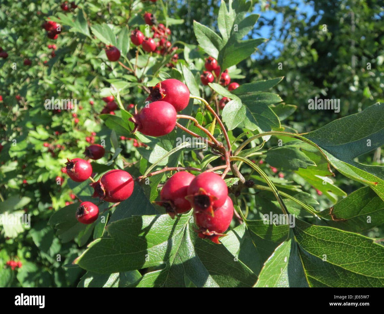 Crataegus monogyna, known as the common hawthorn, is a deciduous shrub ...