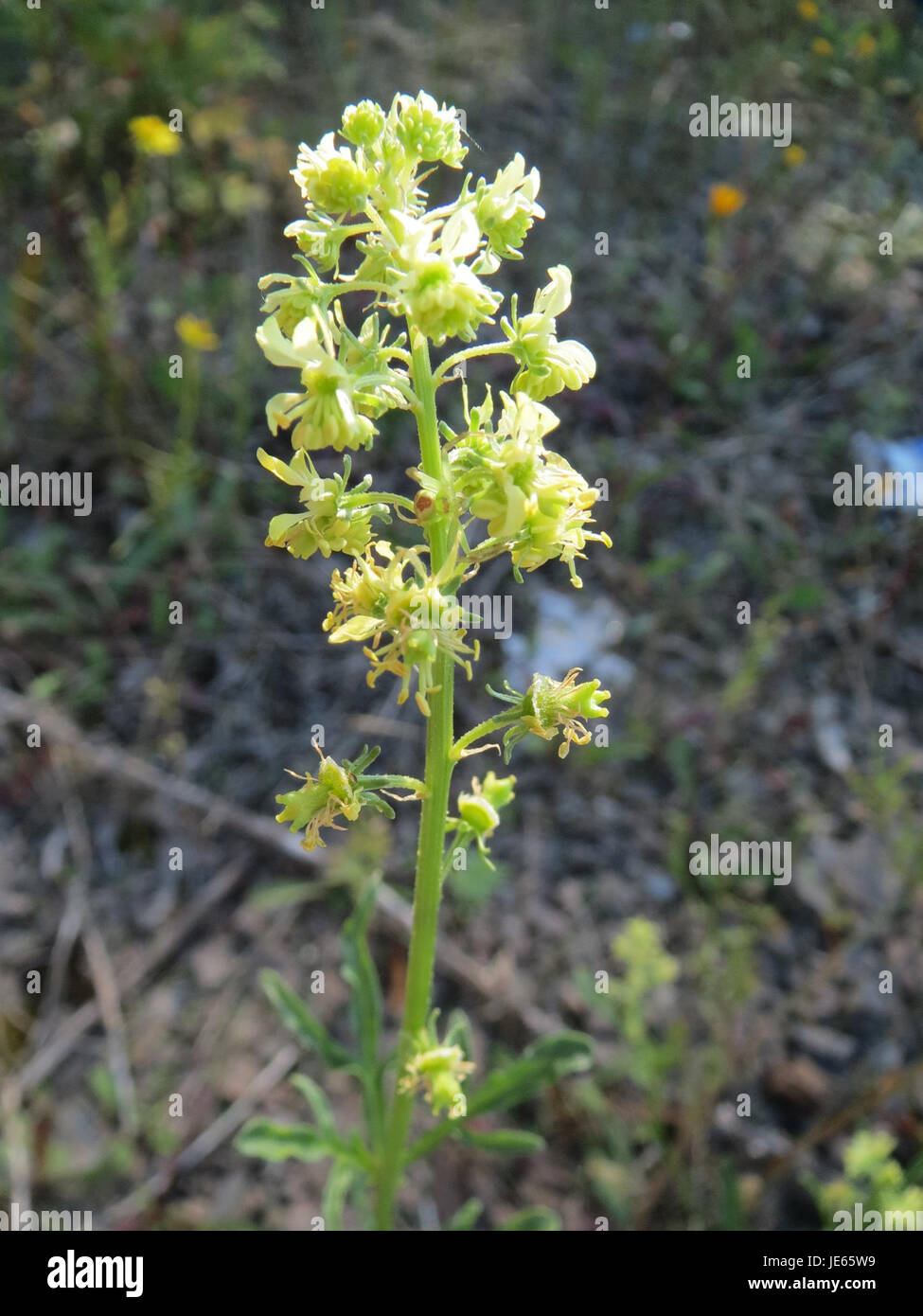 Reseda lutea, commonly known as yellow mignonette, is a perennial herb ...
