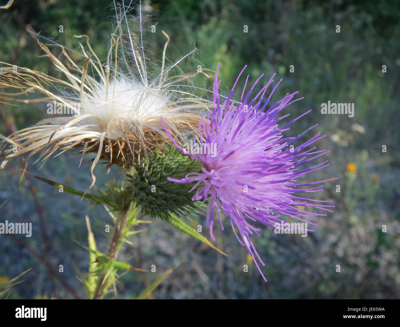 Cirsium vulgare, also known as bull thistle, is a species of flowering ...