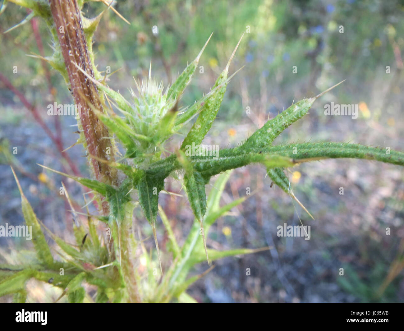 Cirsium vulgare, commonly known as bull thistle, is a species of ...