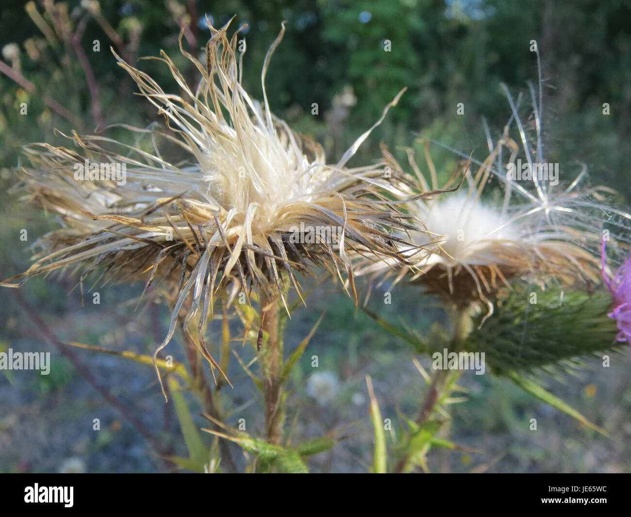 Cirsium vulgare, commonly known as the bull thistle, is a prickly ...