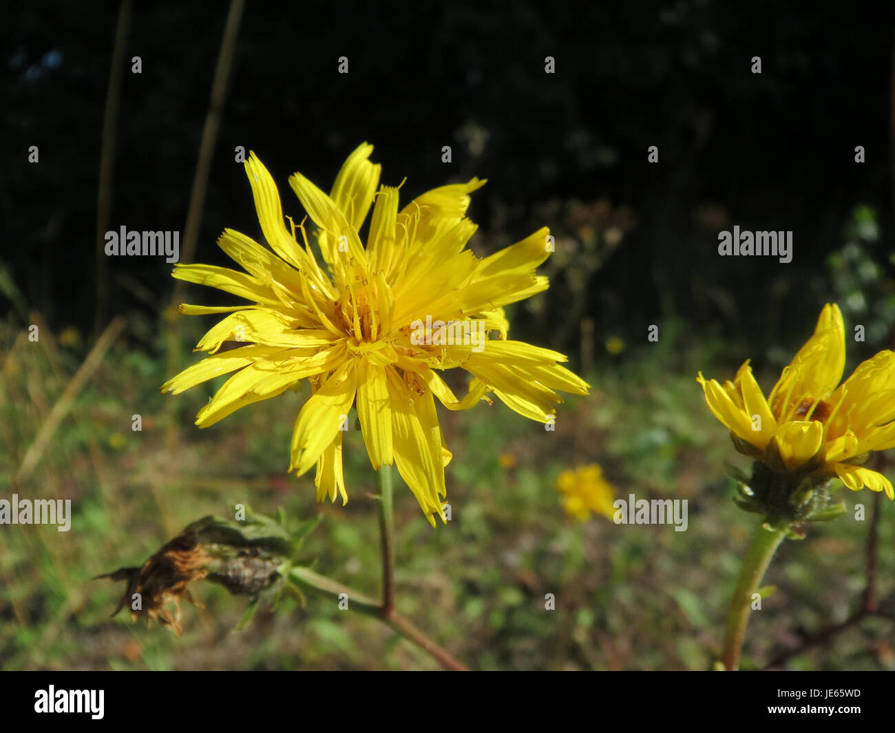 Plant hypochaeris radicata hi-res stock photography and images - Alamy