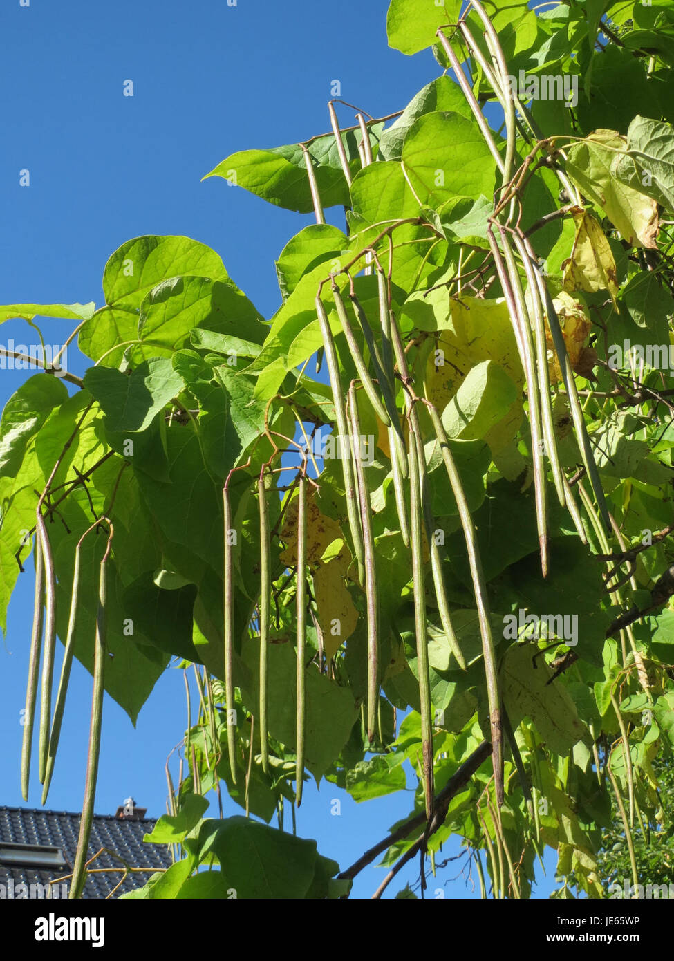 Catalpa bignonioides, commonly known as Southern catalpa, is a ...