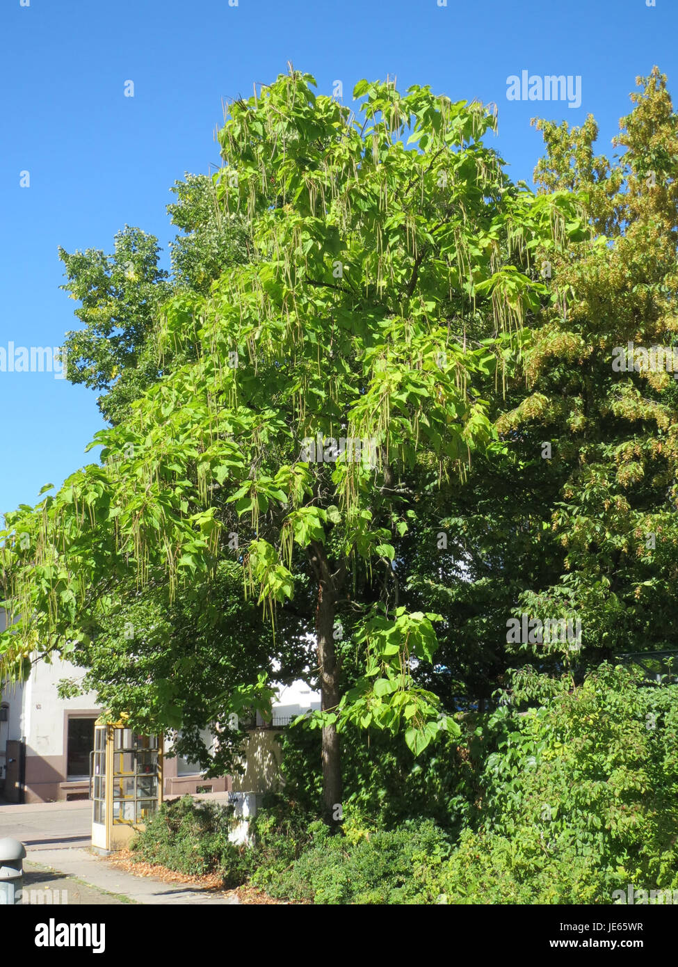 Catalpa bignonioides, commonly known as the Southern Catalpa, is a ...