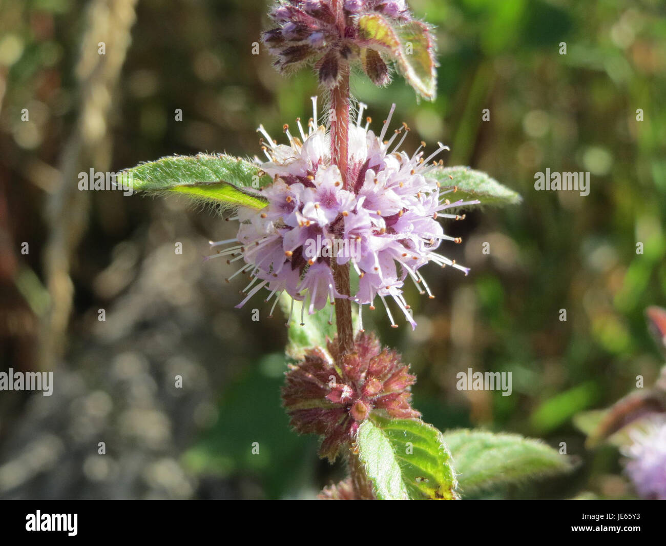 Ackerminze, also known as peppermint (Mentha x piperita), is a hybrid ...