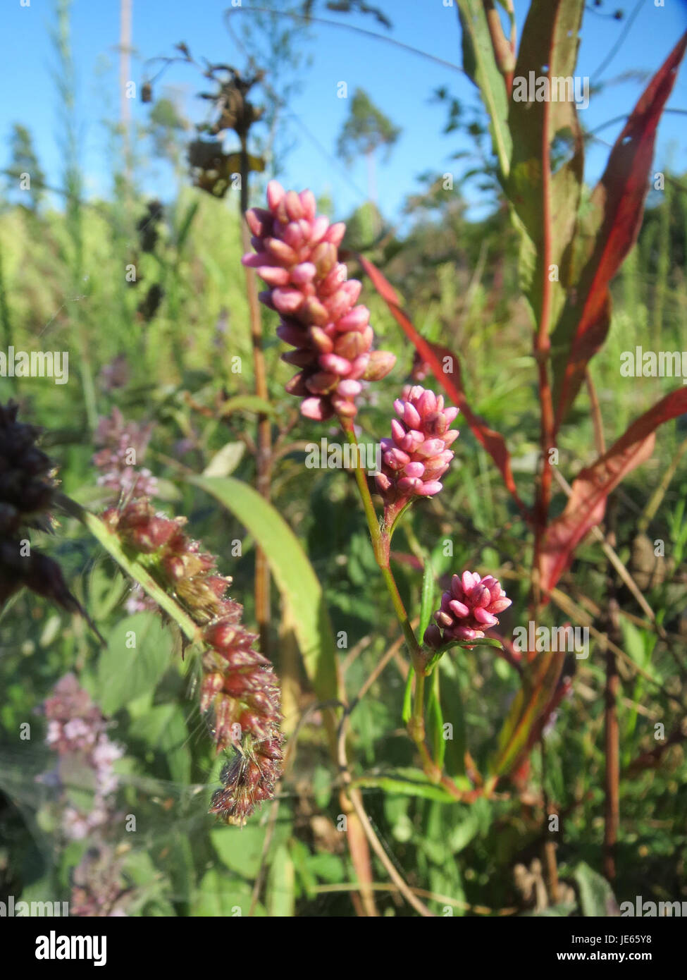 A close-up image of the plant species Knotweed, known for its fast ...
