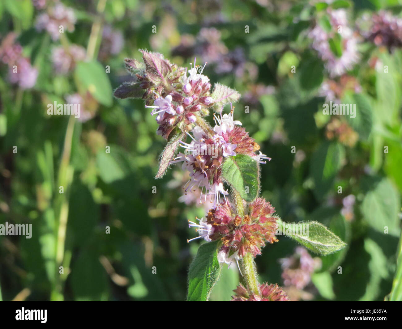 Ackerminze, commonly known as field mint, is a hardy herb that grows in ...