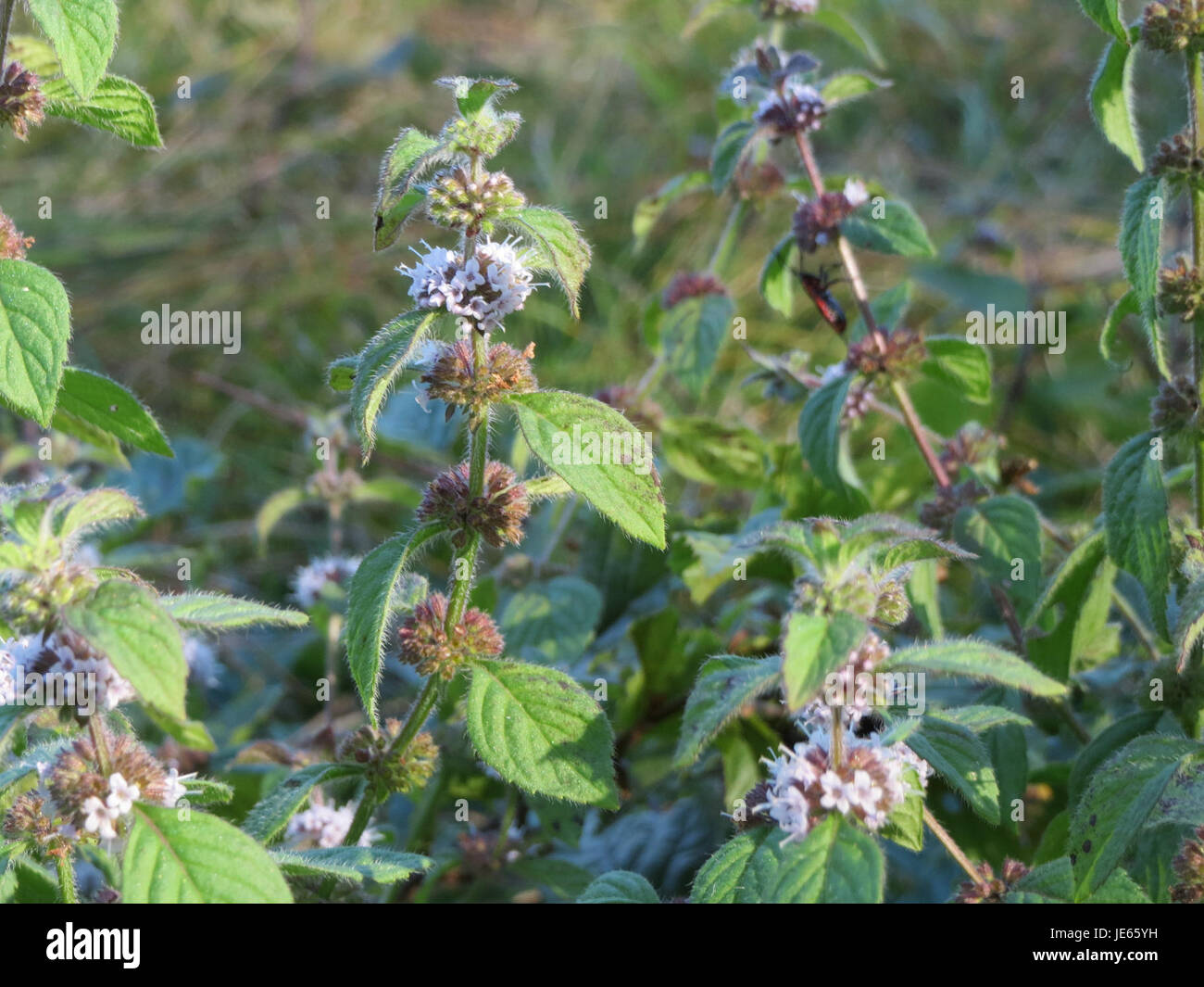 Medicinal plants mentha aquatica hi-res stock photography and images ...