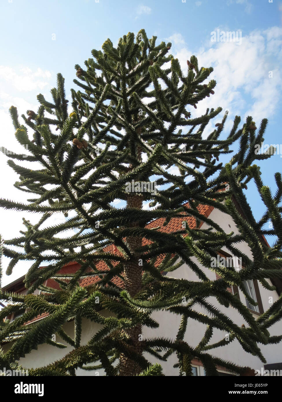 A photograph of Araucaria araucana, also known as the Monkey Puzzle ...