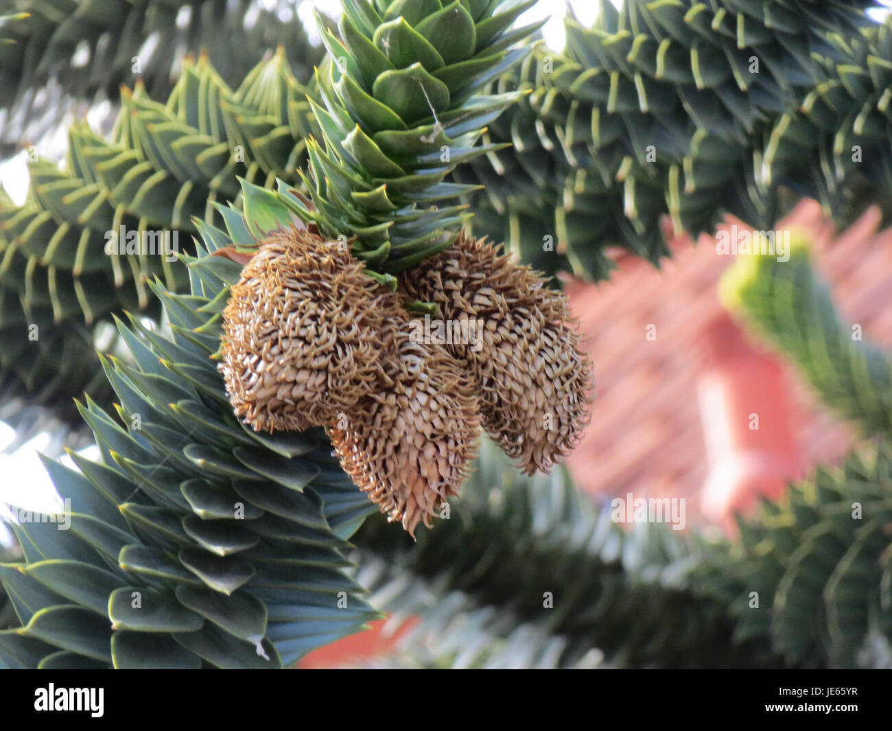 Araucaria araucana trees in hi-res stock photography and images - Alamy