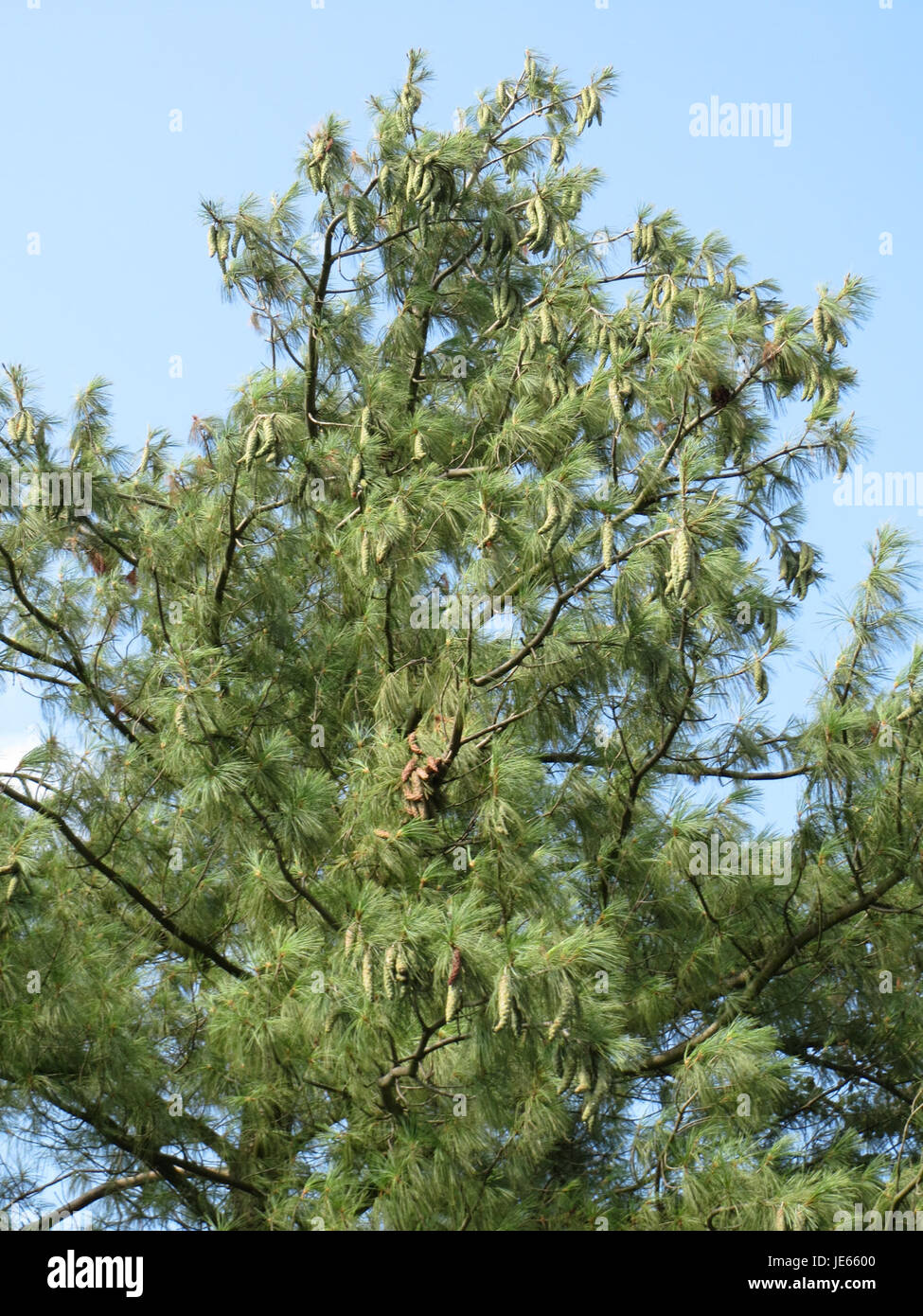 This image captures Pinus, a genus of coniferous trees. Pinus species ...