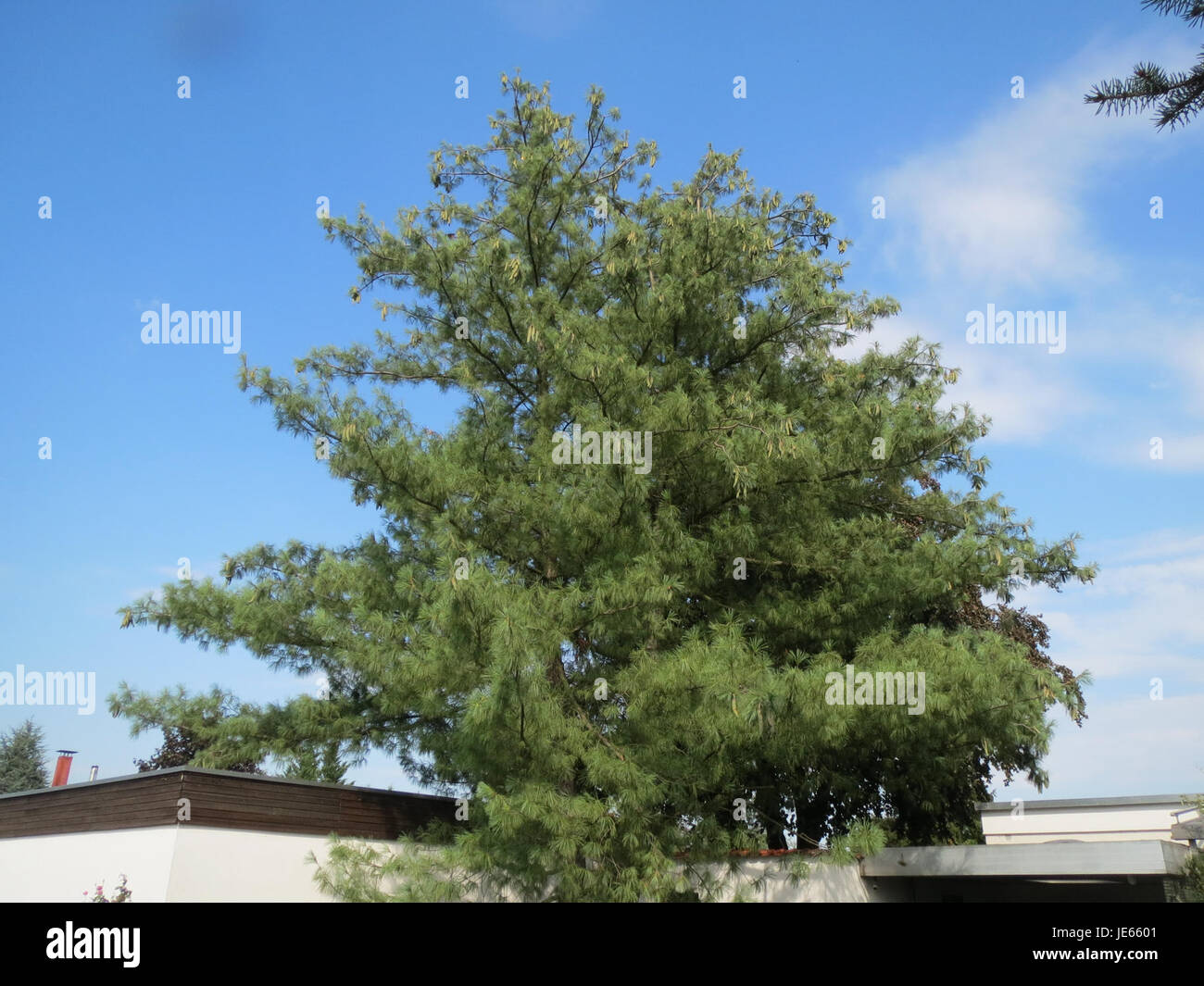 Distributed across the northern hemisphere hi-res stock photography and ...