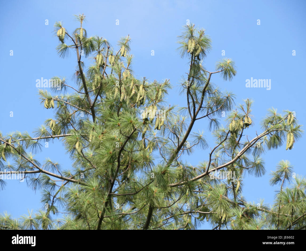 Pinus is a genus of coniferous trees commonly known as pines. This ...