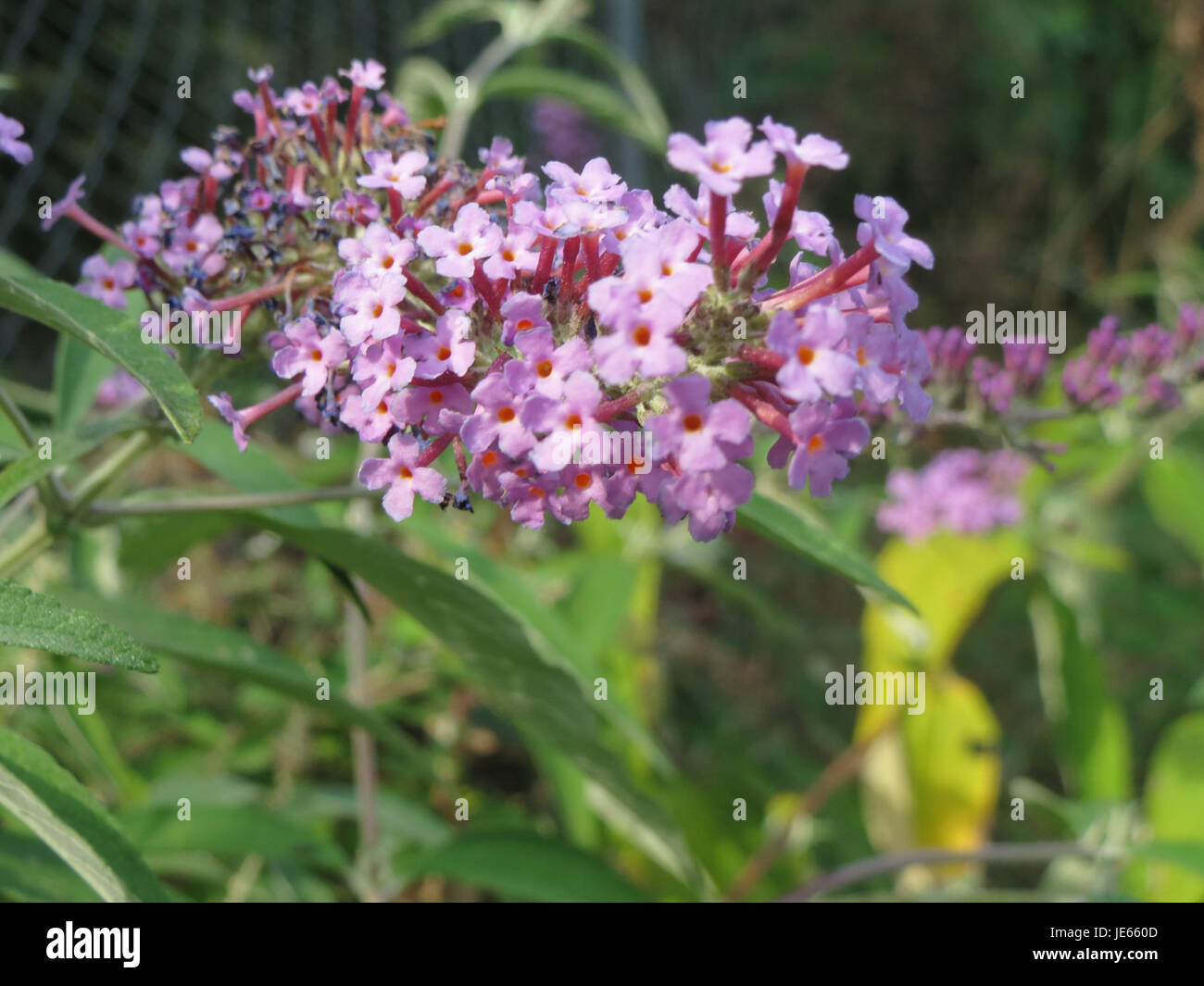 Buddleja davidii, commonly known as butterfly bush, is a deciduous ...