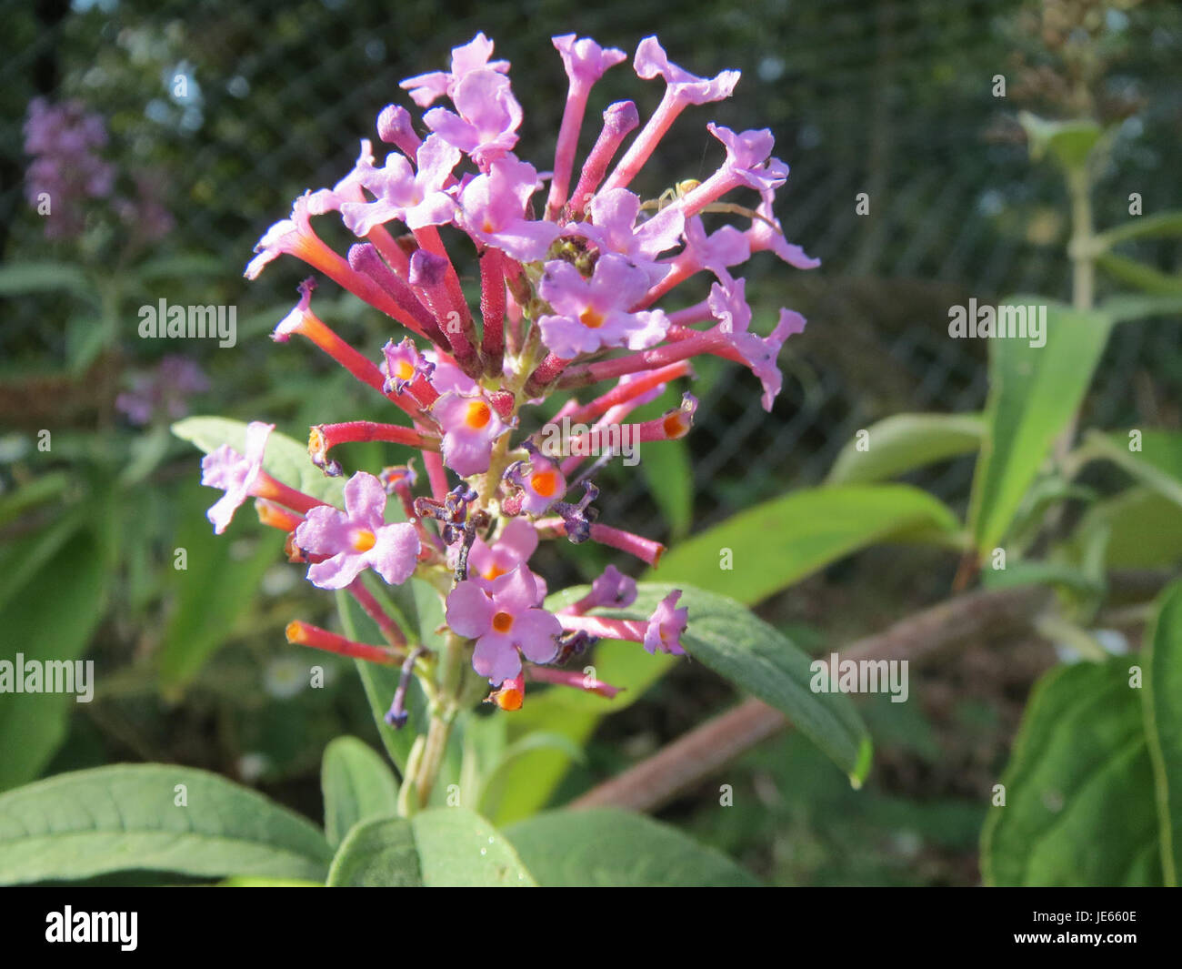 Buddleja davidii, also known as the butterfly bush, photographed on ...