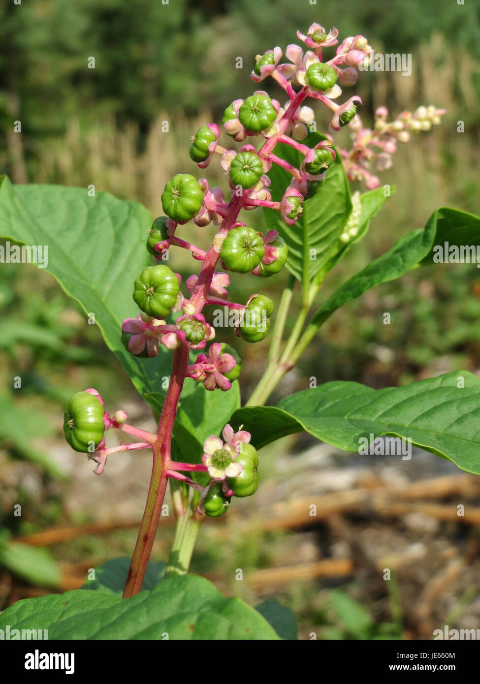 Phytolacca americana, also known as pokeweed, is a perennial plant native to North America. It ...