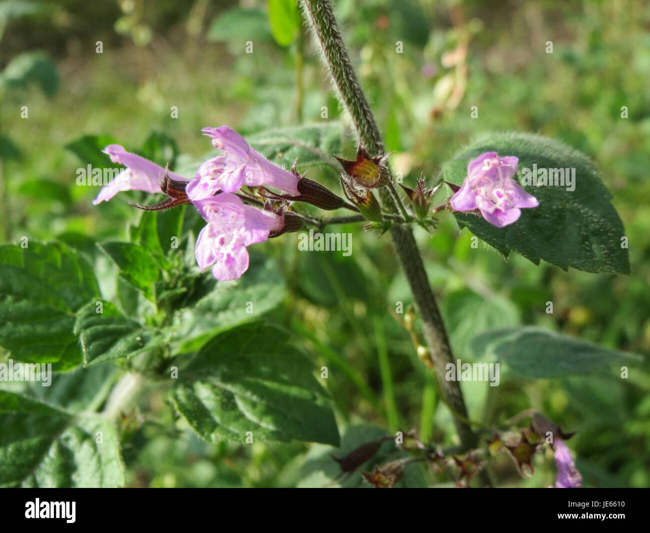 A photograph of Calamintha menthifolia, commonly known as the mountain ...