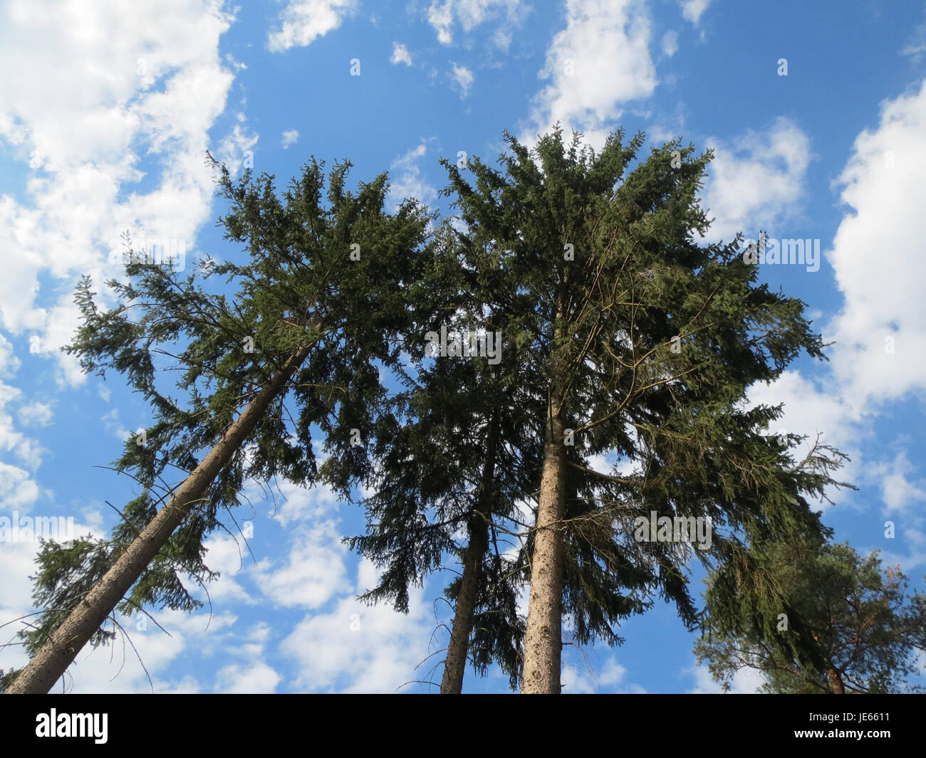 Photograph of a Douglas Fir tree in Schwetzinger Hardt, captured on ...