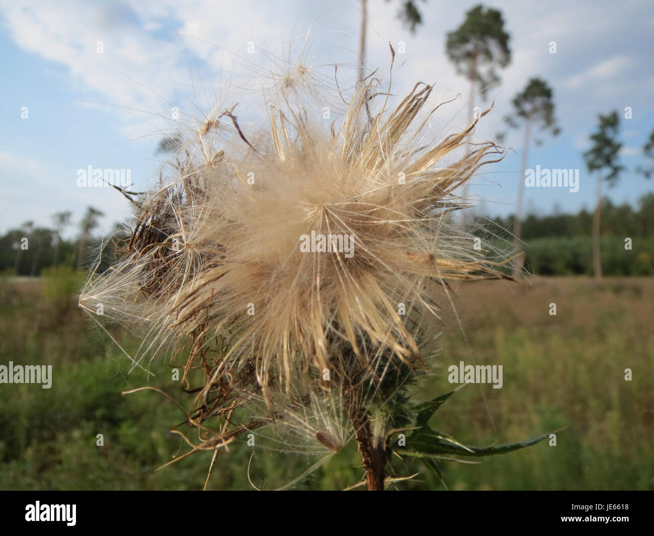 *Cirsium vulgare*, also known as bull thistle, is a tall, spiny plant ...