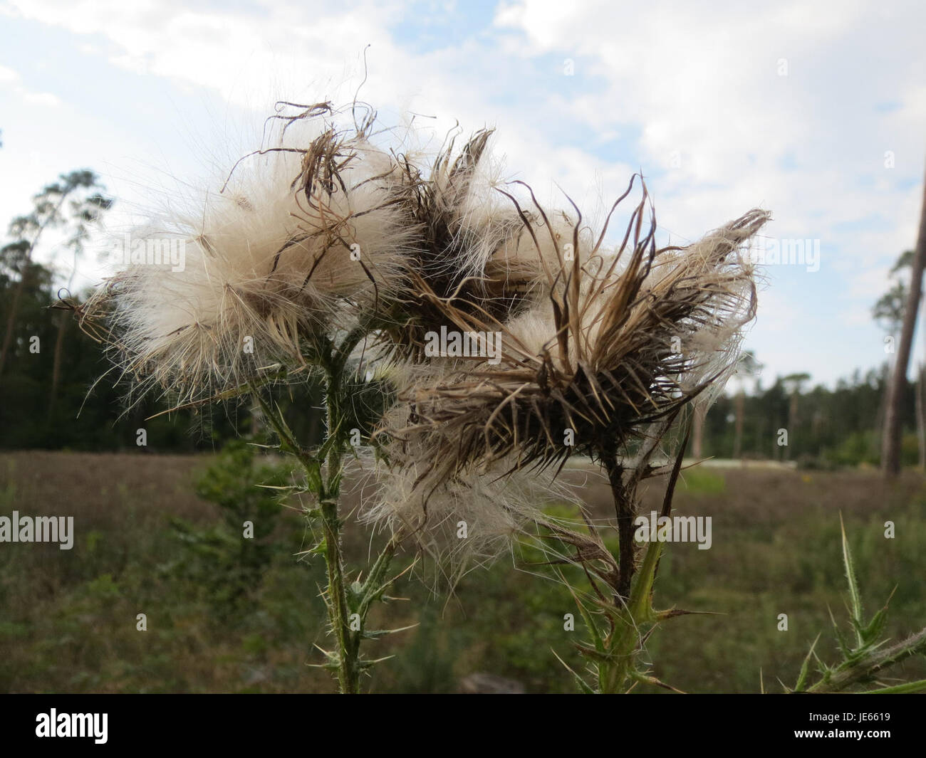 Cirsium vulgare, commonly known as spear thistle, is a biennial plant ...