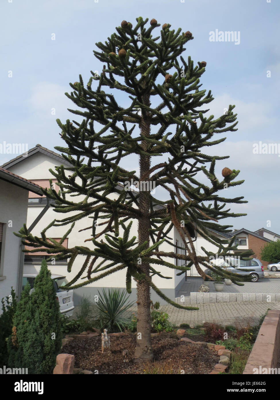 Araucaria araucana, commonly known as the monkey puzzle tree, is native to Chile and Argentina ...