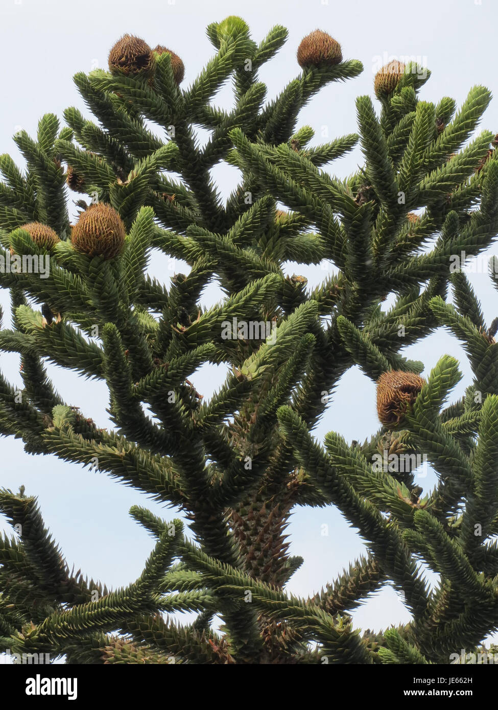 Araucaria araucana, also known as the Monkey Puzzle Tree, photographed ...