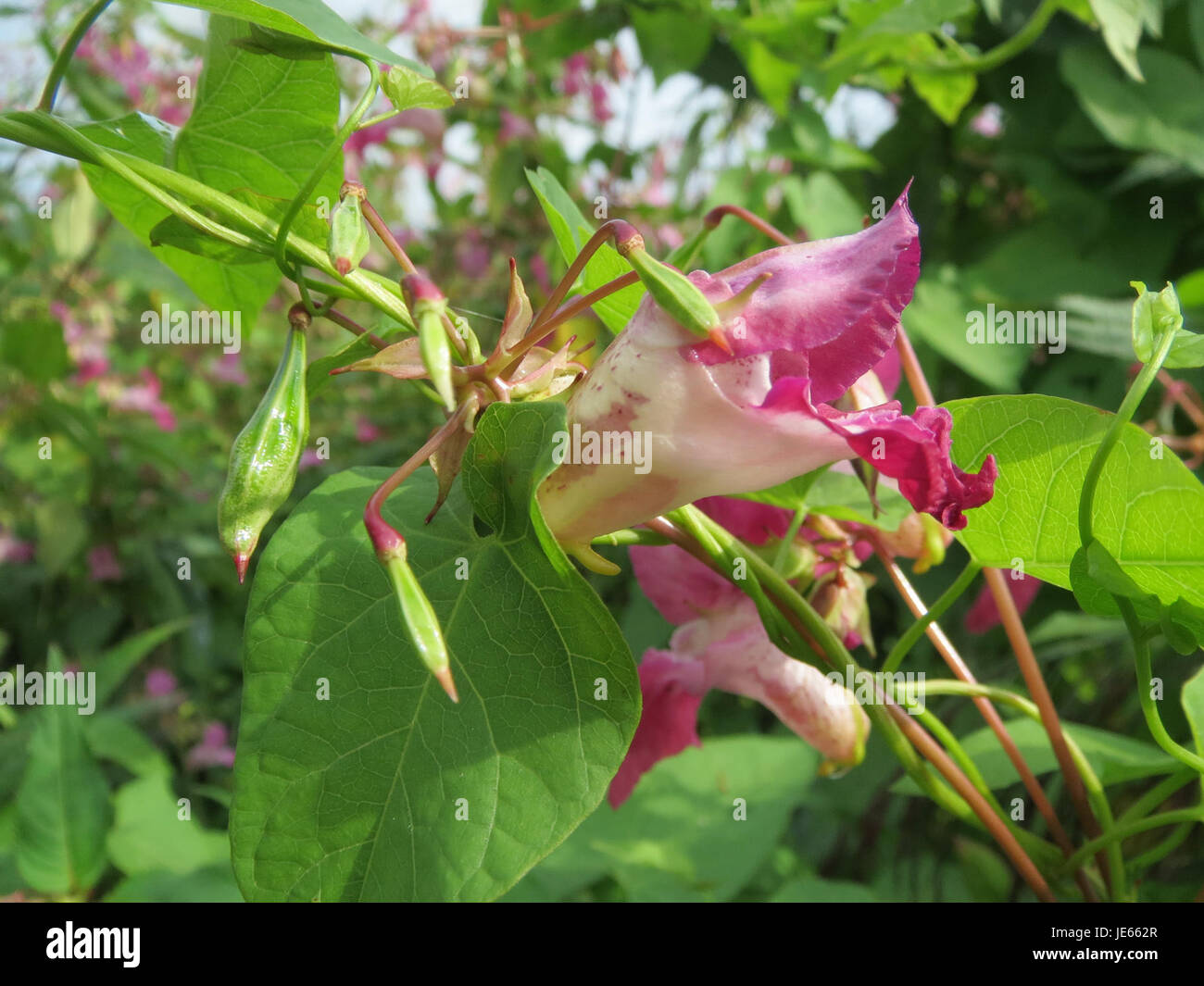Impatiens glandulifera, commonly known as Himalayan balsam, is an ...