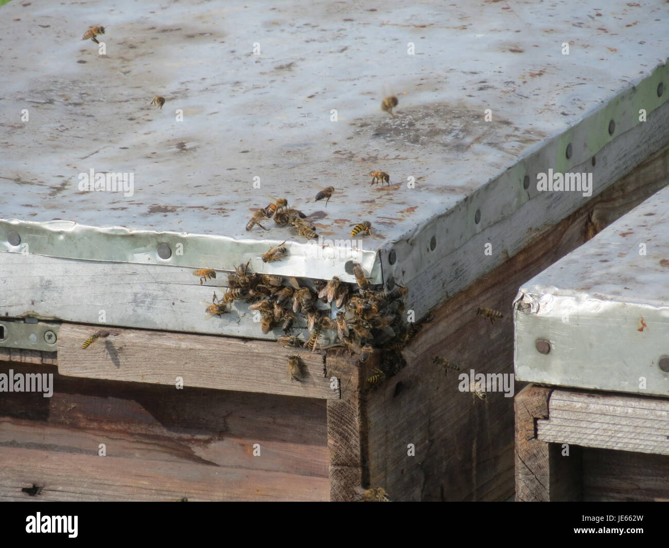 This image depicts a beehive (Bienenstock) in Hockenheim, Germany. The ...