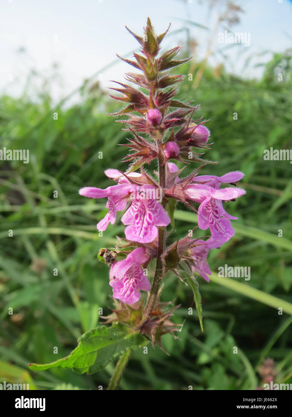 Stachys palustris, commonly known as marsh woundwort, is a flowering ...