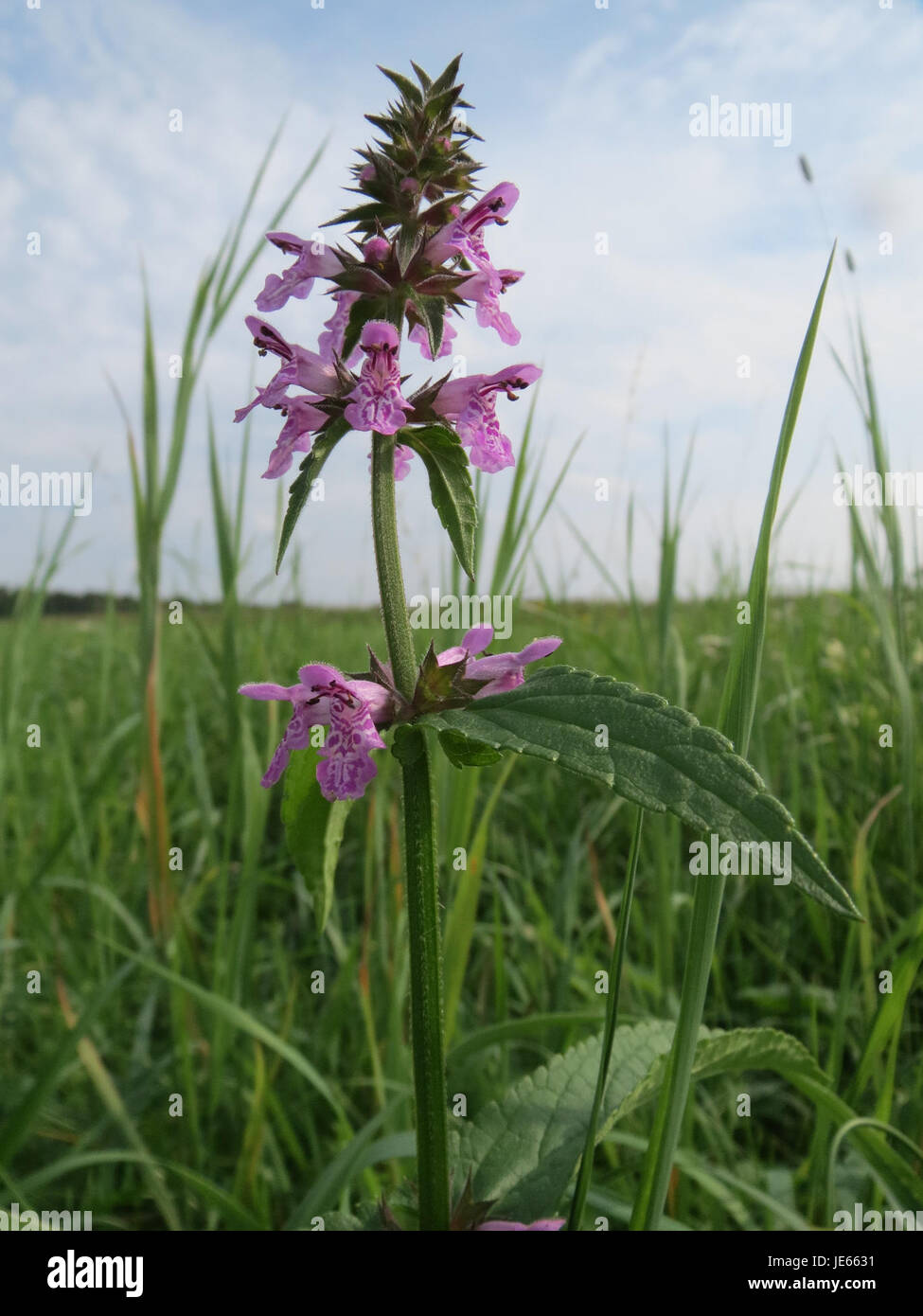 Plant species stachys palustris hi-res stock photography and images - Alamy