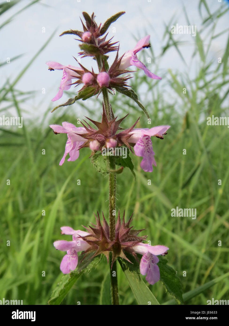 '20130907 Stachys palustris' is a botanical photograph focusing on the ...