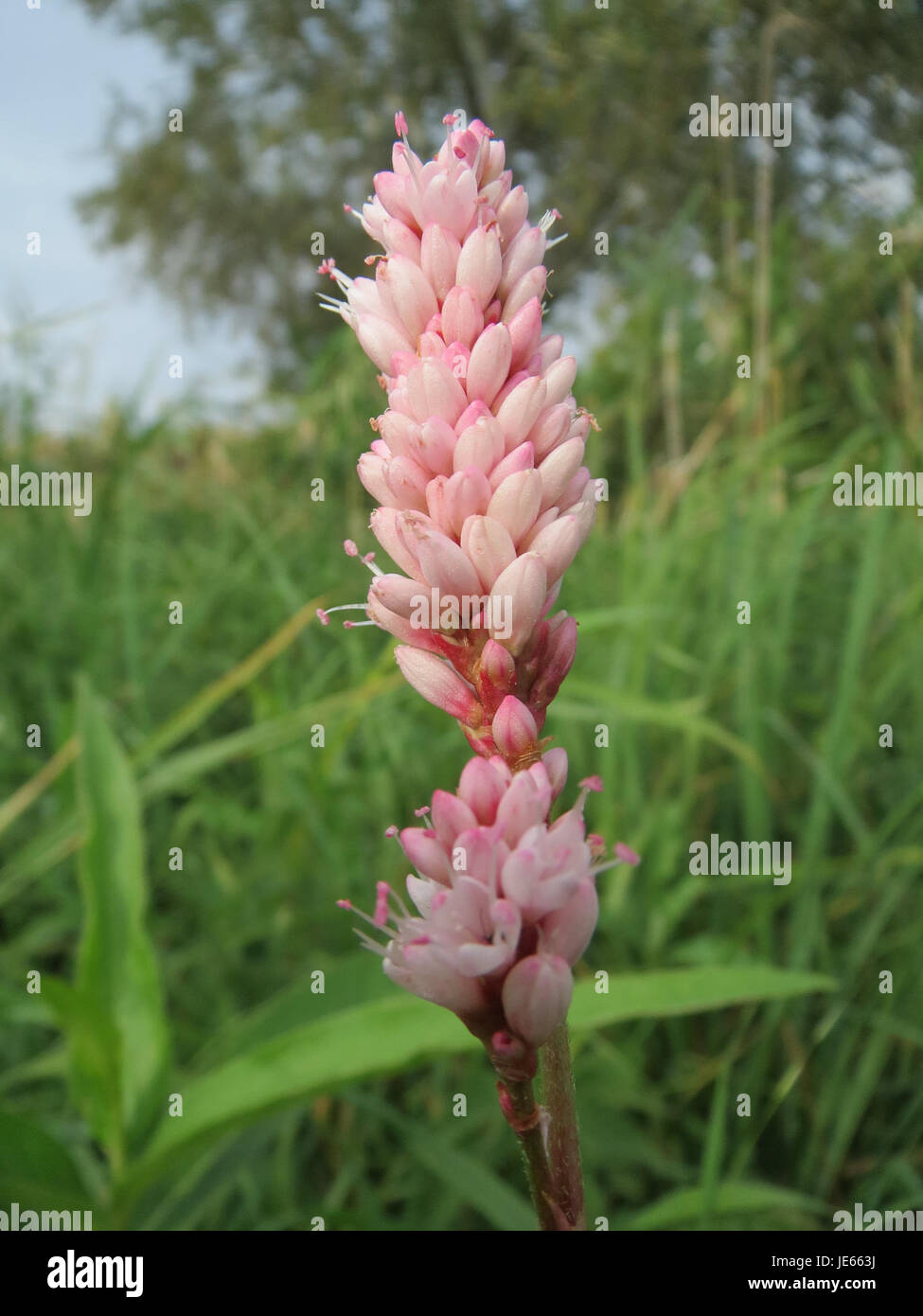 Persicaria amphibia, also known as amphibious bistort, is a perennial ...