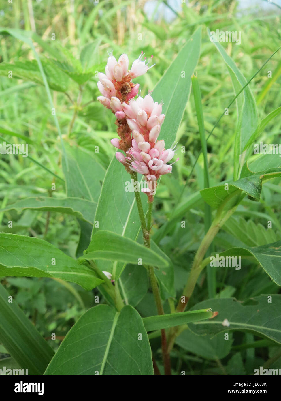 Amphibious plants hi-res stock photography and images - Alamy