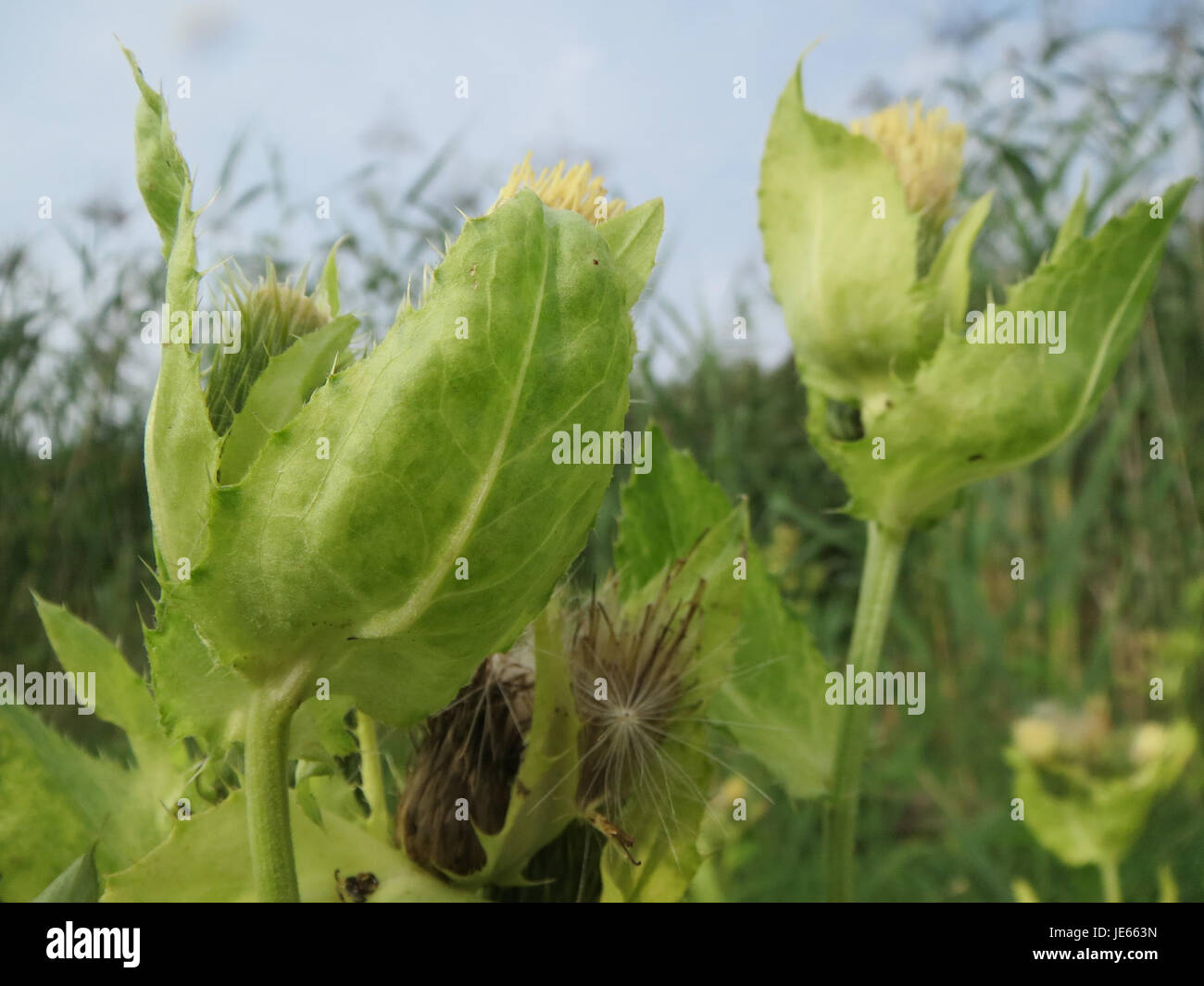 Cirsium oleraceum, also known as Alpine thistle, is a plant native to ...