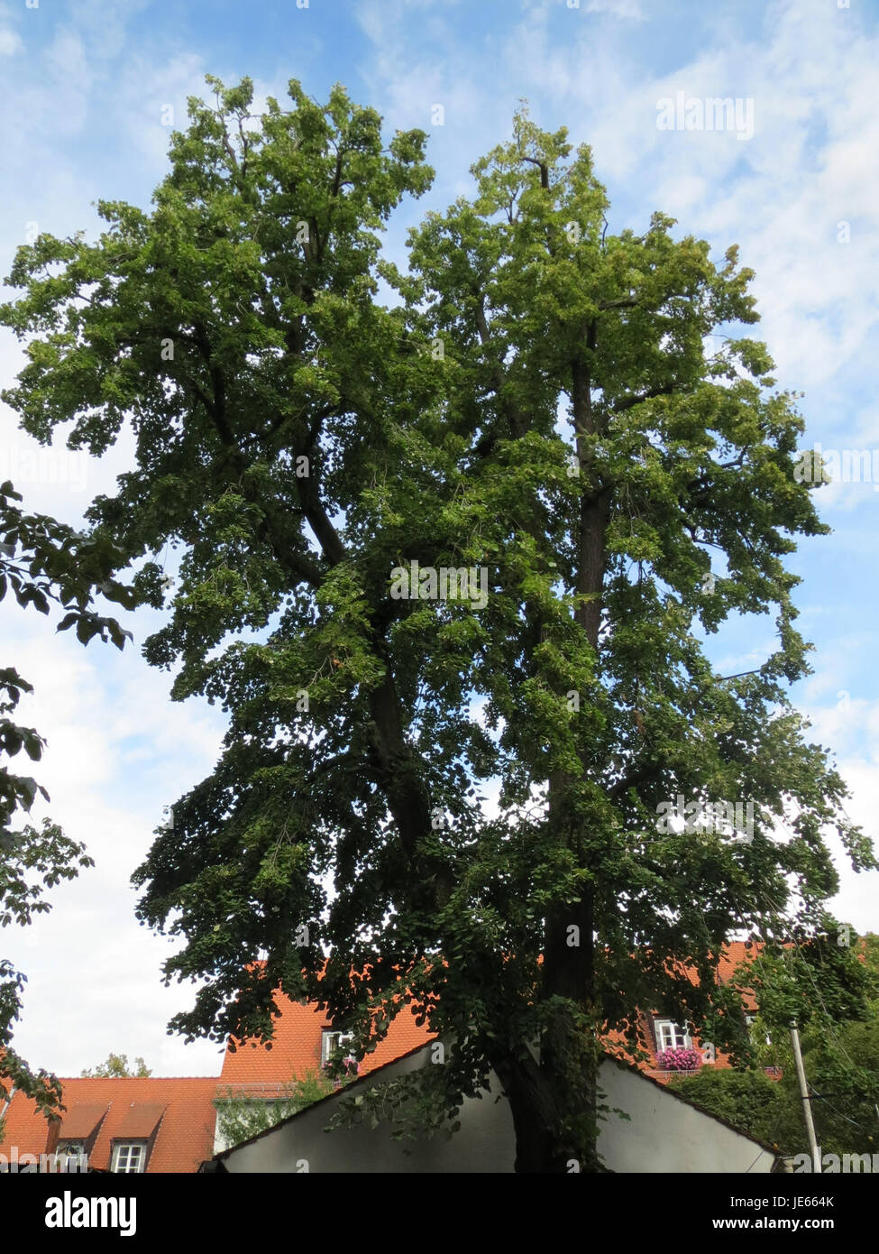 Silver linden tilia tomentosa hi-res stock photography and images - Alamy