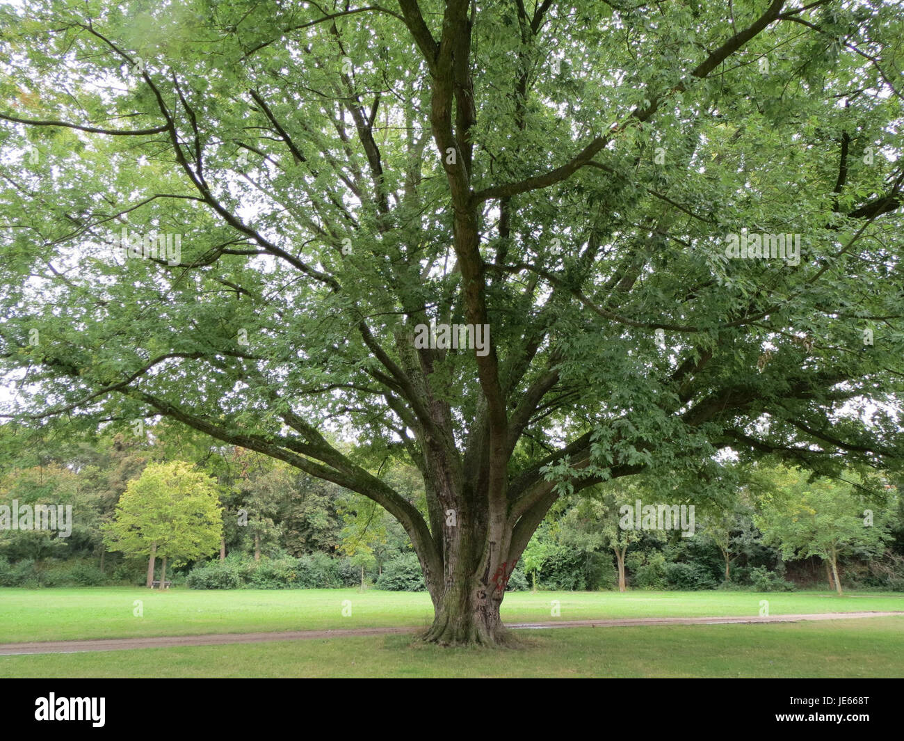 The image captures Acer saccharinum, commonly known as silver maple, a ...