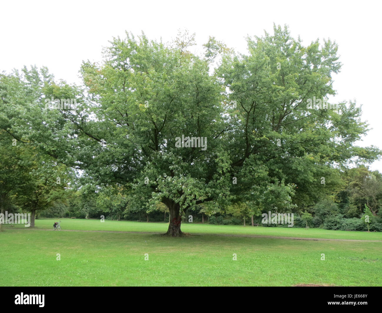 Silver maple tree leaves in hi-res stock photography and images - Alamy