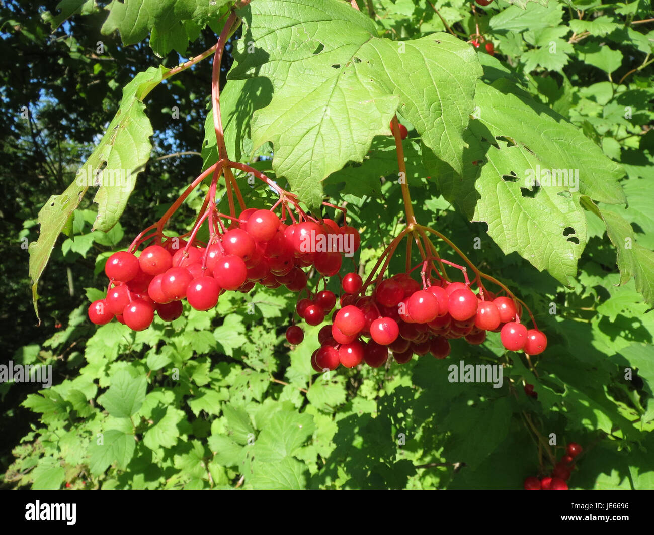 Viburnum opulus, also known as European cranberry bush or guelder rose ...